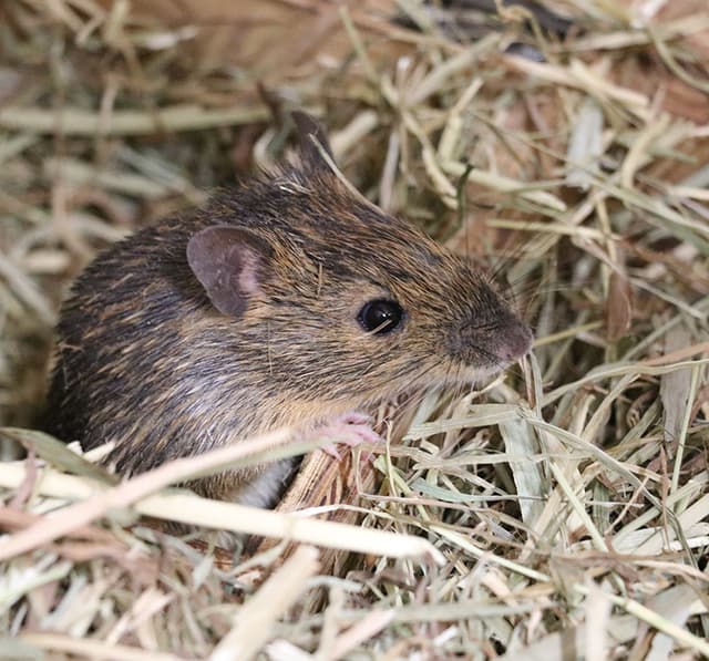 神戸どうぶつ王国