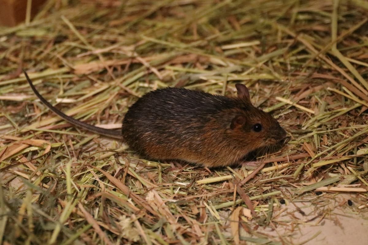 神戸どうぶつ王国