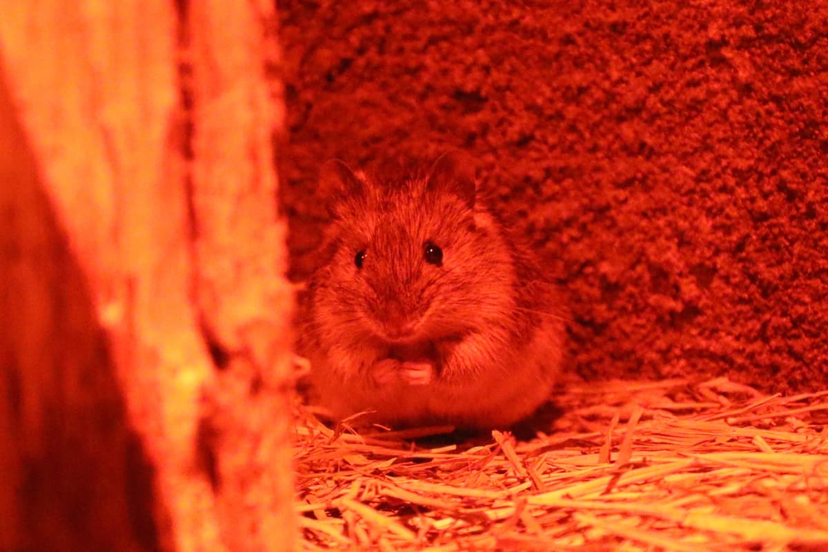 神戸どうぶつ王国